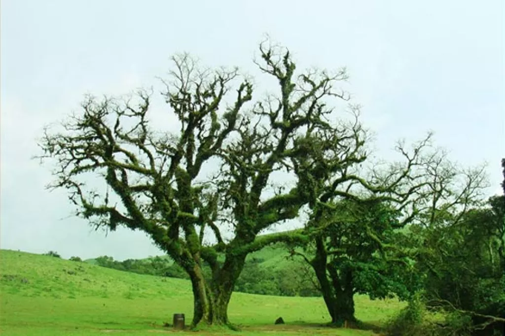 8 Reasons To Visit Coorg For A Short And Sweet Honeymoon