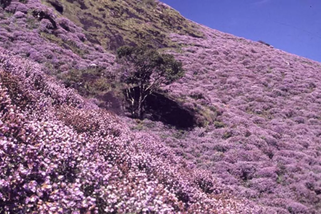 6 Most Stunning Honeymoon Destinations for Flower Lovers