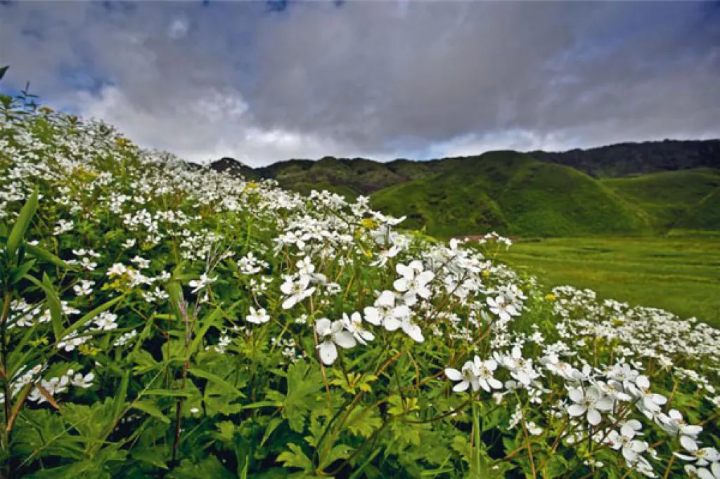 6 Most Stunning Honeymoon Destinations for Flower Lovers