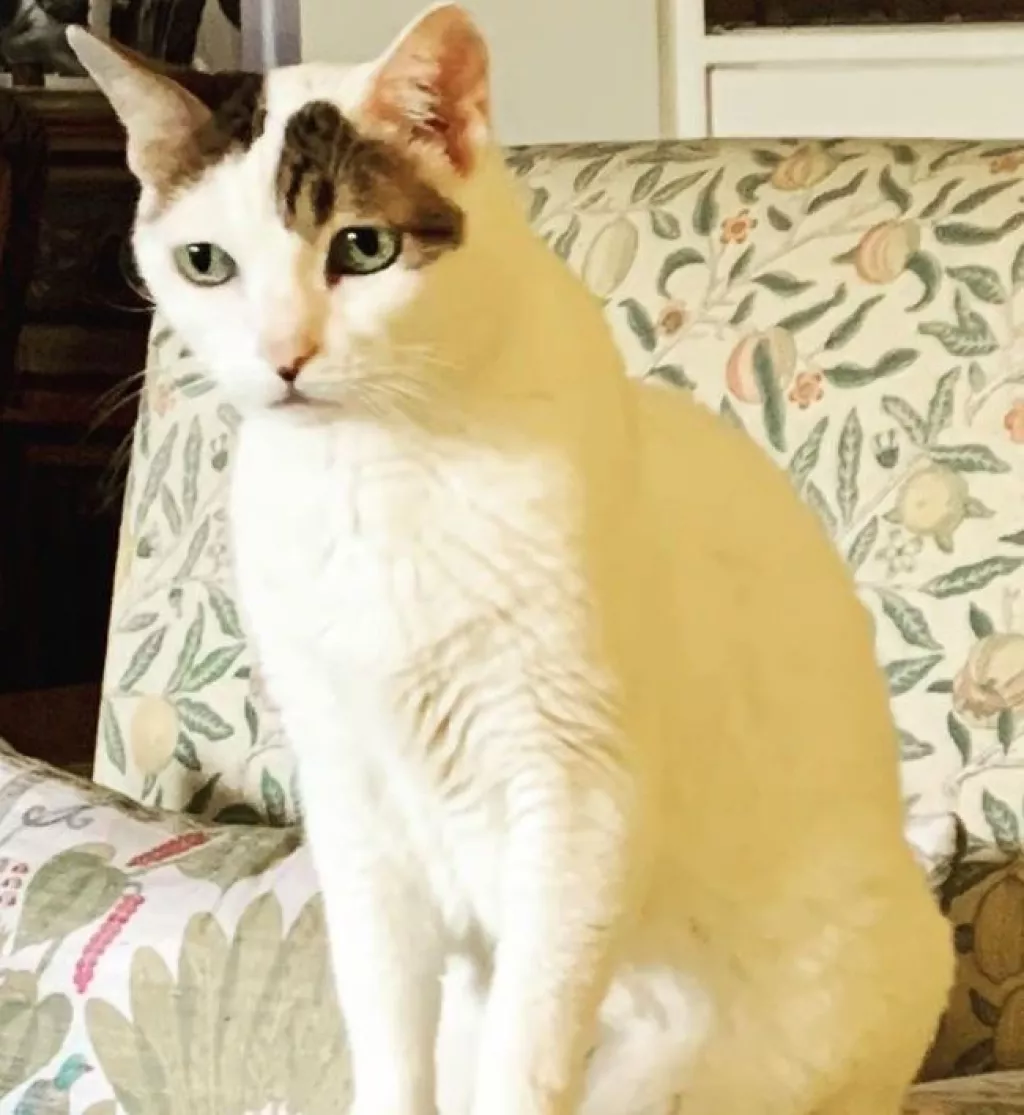 Alia Bhatt's Cat, Sheeba Passes Away, Her Mother, Soni Razdan Mourns ...