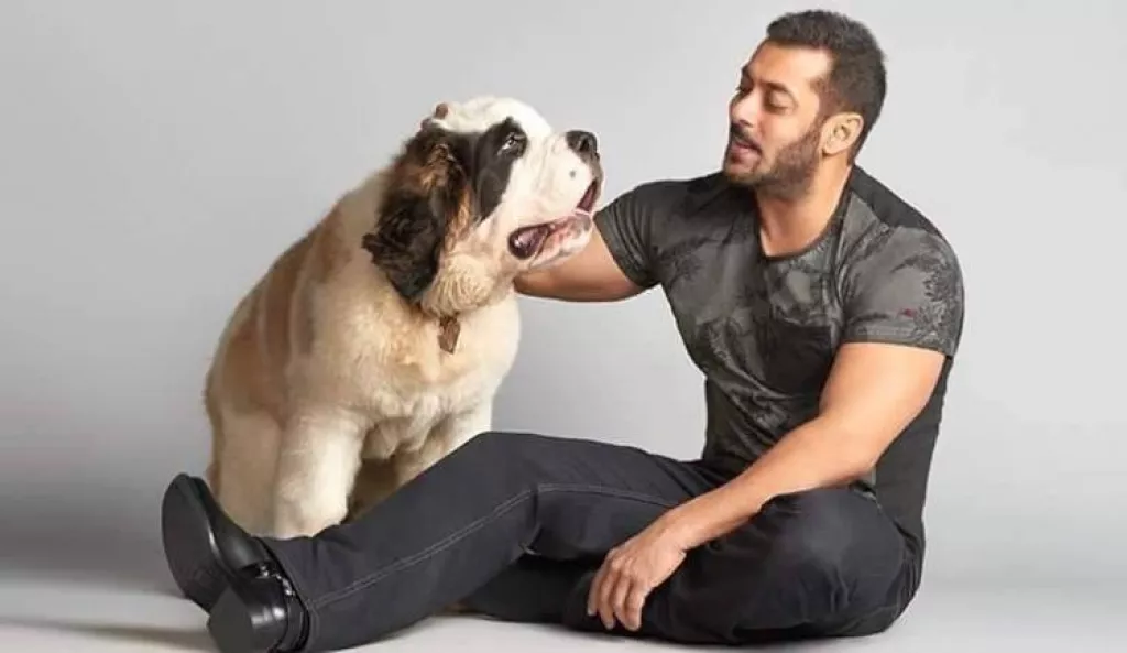 Bollywood Celebrities Who Own Expensive Pets: Salman Khan's Dogs Worth ...