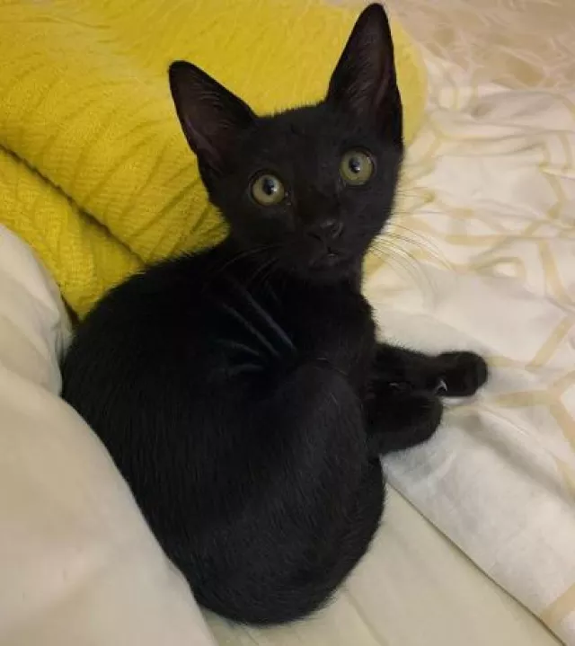 Alia Bhatt's Cat, Sheeba Passes Away, Her Mother, Soni Razdan Mourns ...