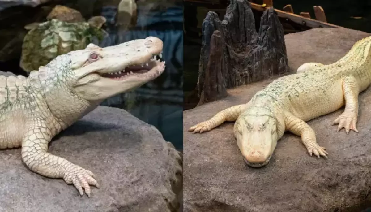 Claude The Alligator Dies At 30: What Happened To The Iconic 'Swamp ...