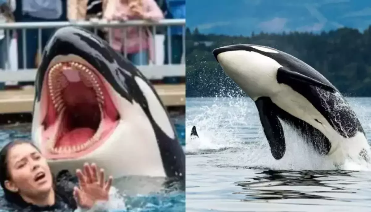 Jessica Radcliffe Was Attacked And Then Killed By An Orca? Here's The ...