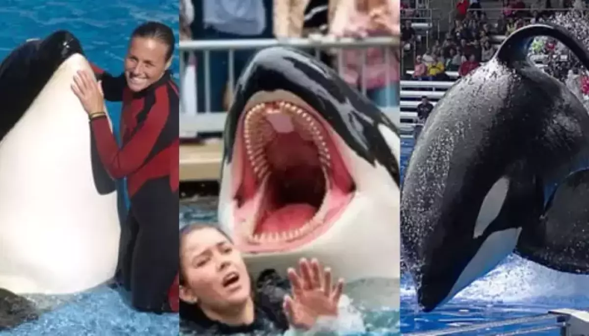 Amid Fake Clip Of An Orca Killing Jessica Radcliffe, Know About Orca ...